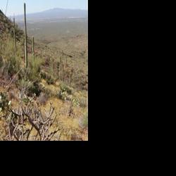 Study shows climate change effects on Sonoran Desert | Features ...