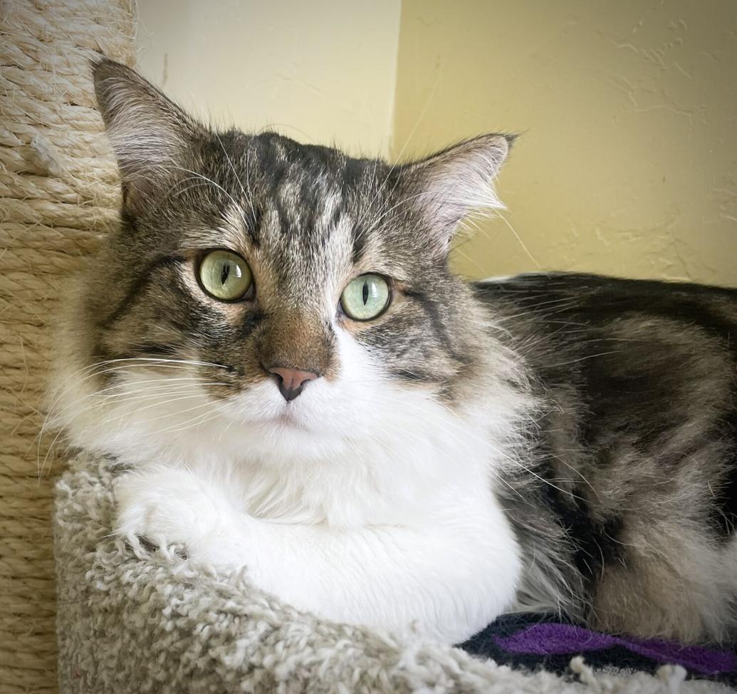 Pet of the week: Miso (Miss Kitty’s Cat House) | Features | dcourier.com
