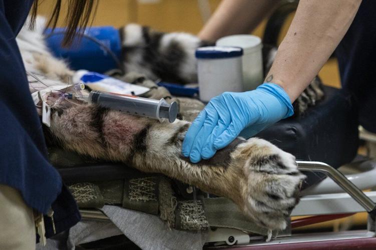 Tiger in Chicago-area zoo undergoes second hip surgery | Odd ...