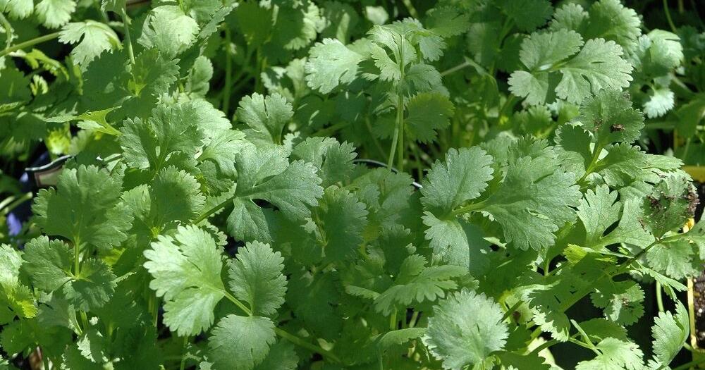 Myers: Grow, harvest and enjoy all parts of cilantro | Features ...
