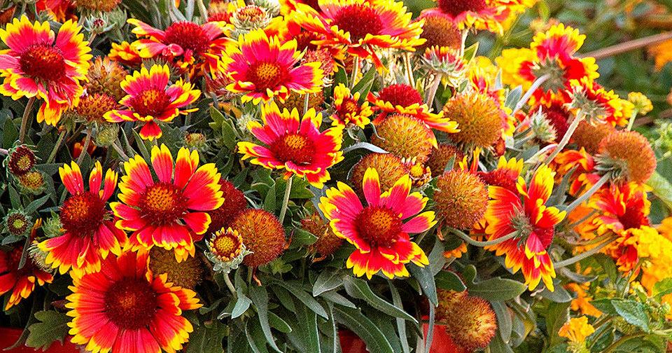 Mountain Gardener: The Mountain Gardener Perennials to cut back in fall ...