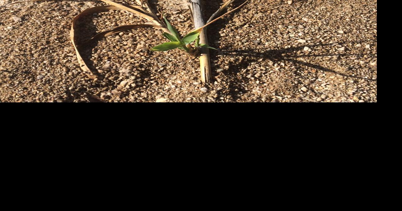Efforts to remove invasive giant reed in Arizona rivers and lakes ...