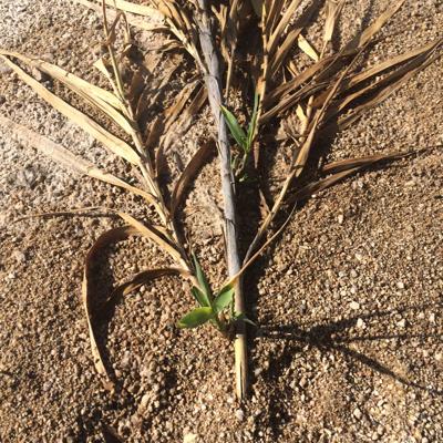 Efforts to remove invasive giant reed in Arizona rivers and lakes ...