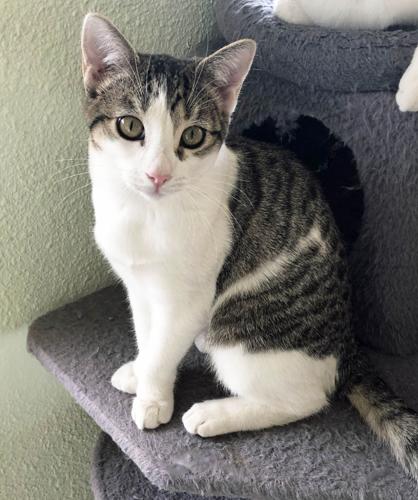 Pet of the Week: Amalfia (Catty Shack) | Features | dcourier.com