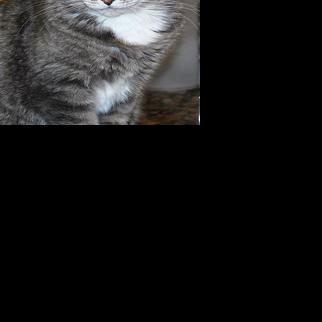 Pet Focus: Miss Kitty’s – Sweet Girl Muffy | Features | dcourier.com