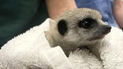 Missing zoo meerkat case solved with 3 charged in Australia | Odd ...
