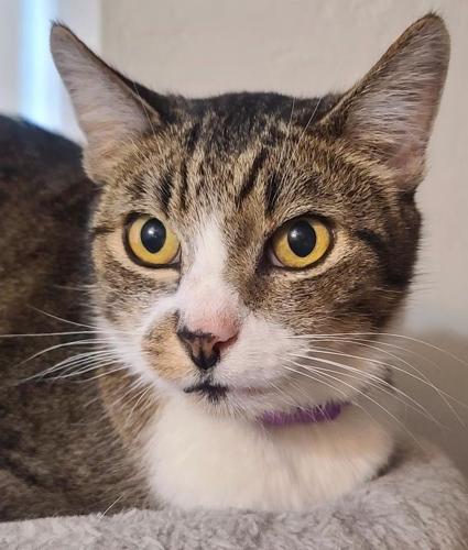 Pet of the Week: Rollo (United Animal Friends) | Features | dcourier.com