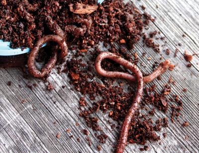 Introduce earthworms into the garden | Features | dcourier.com