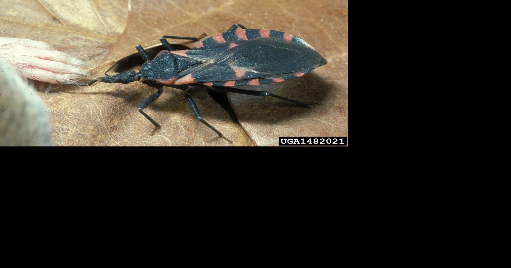 Backyard Gardener: Conenose bugs | Features | dcourier.com
