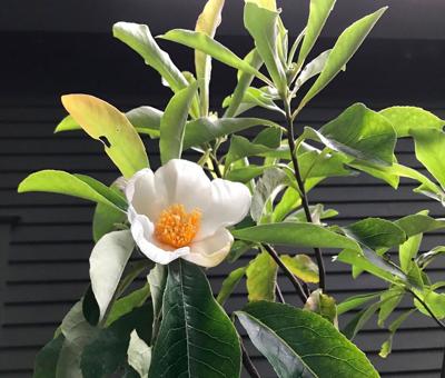 Franklinia: a tree with history and beauty | Features | dcourier.com