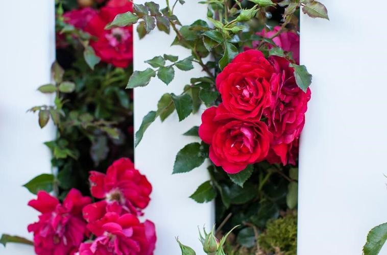 Watters-Lain: Roses best in show for 2021 | Features | dcourier.com