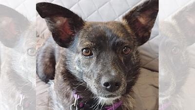 Pet of the Week: Lacey (United Animal Friends) | Chino Valley Review ...