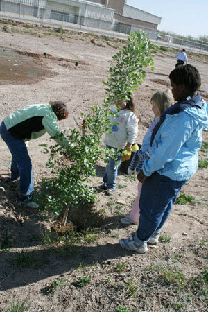 'Tree Nerds' Plant Trees to Beautify the World | Photo Galleries ...