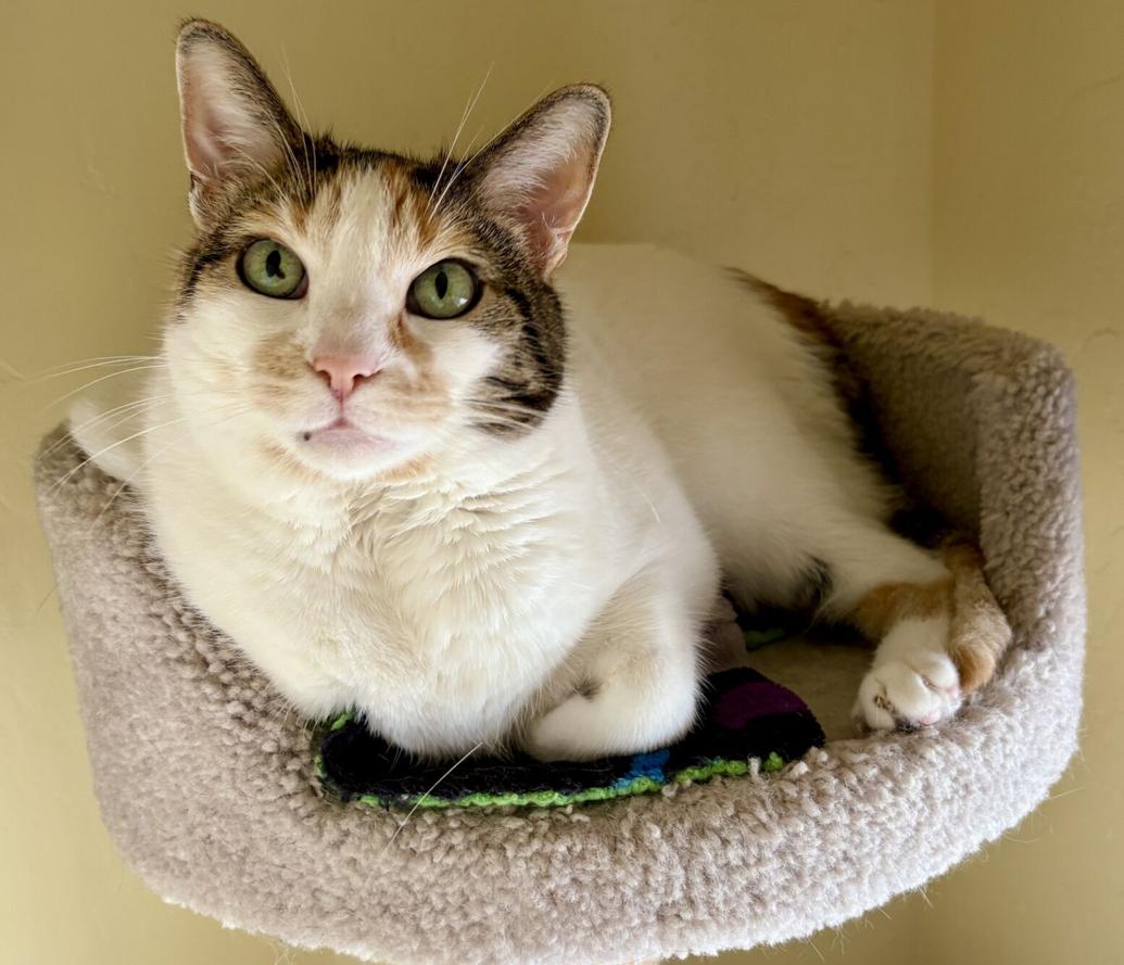 Pet of the week: Ava (Miss Kitty’s Cat House) | Features | dcourier.com