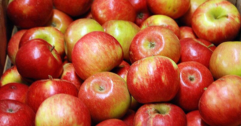 Enjoy apples now and for months to come | Features | dcourier.com