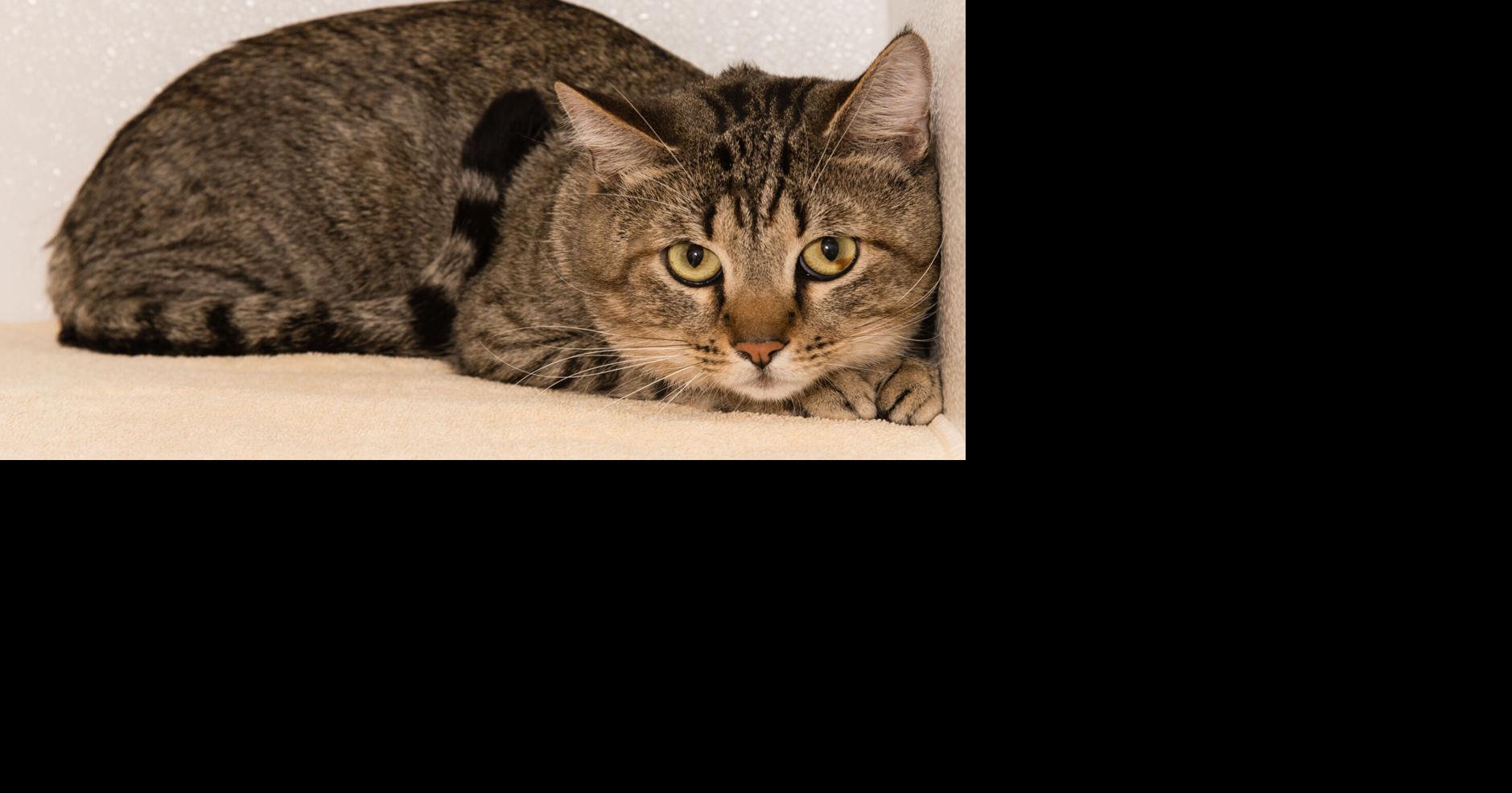 Pet Focus: Humane Society – Nova | Features | dcourier.com