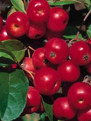 The best mountain fruit trees for tri-city landscapes | Features ...