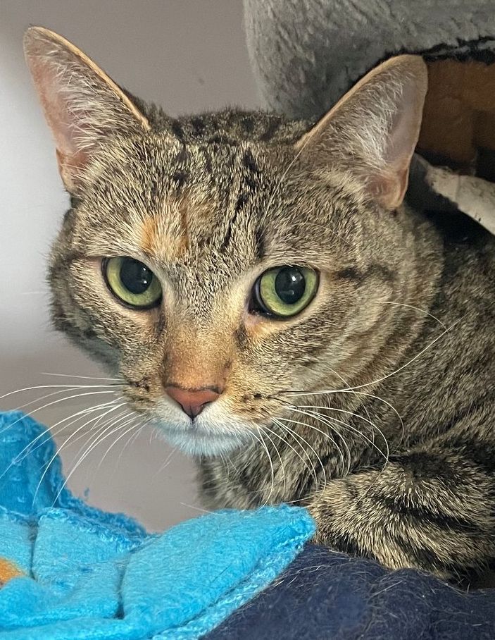 Pet of the Week: Louise (United Animal Friends) | Features | dcourier.com