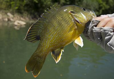 Officials examine methods to control invasive fish species | News ...