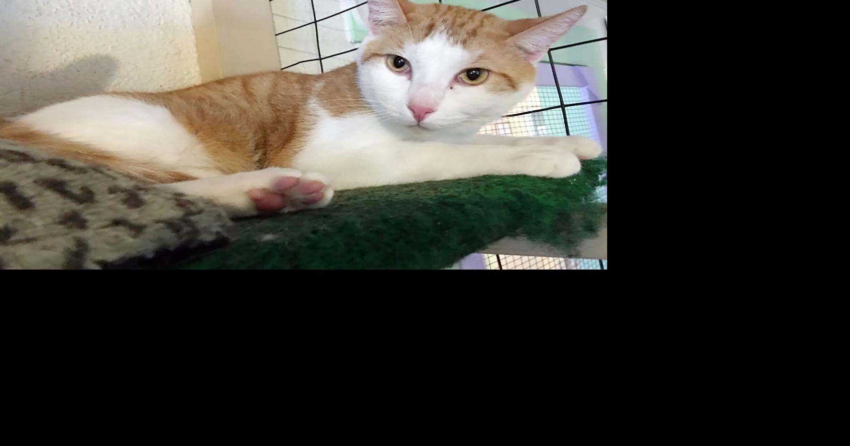 Pet Focus: Levi - The Catty Shack | Features | dcourier.com