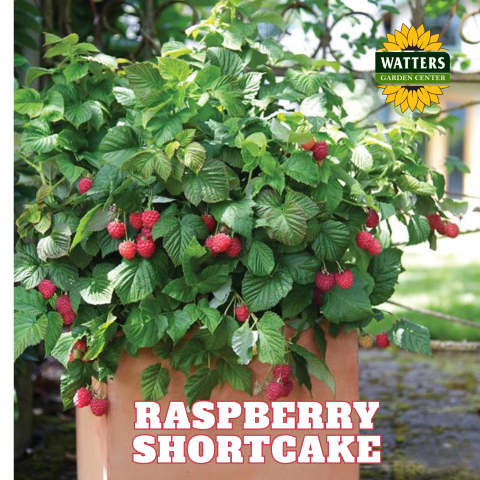 The Mountain Gardener: Berry best practices - growing black ...