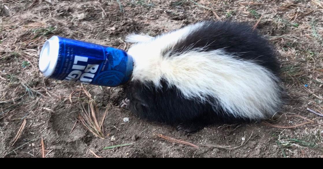 Is that beer skunked? Skunk gets head stuck in beer can | Odd ...