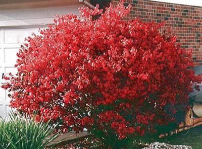 Column: Companion plants that celebrate fall colors | Features ...