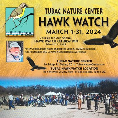 Birding: Tubac Hawk Watch 2024 | Features | dcourier.com