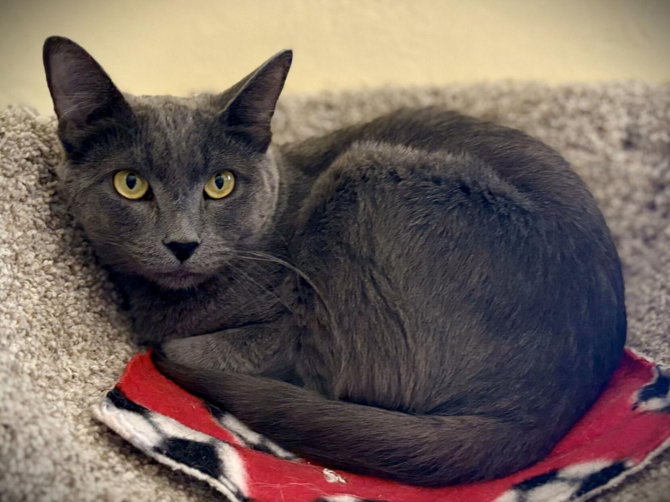 Pet of the week: Sparky (Miss Kitty’s Cat House) | Features | dcourier.com