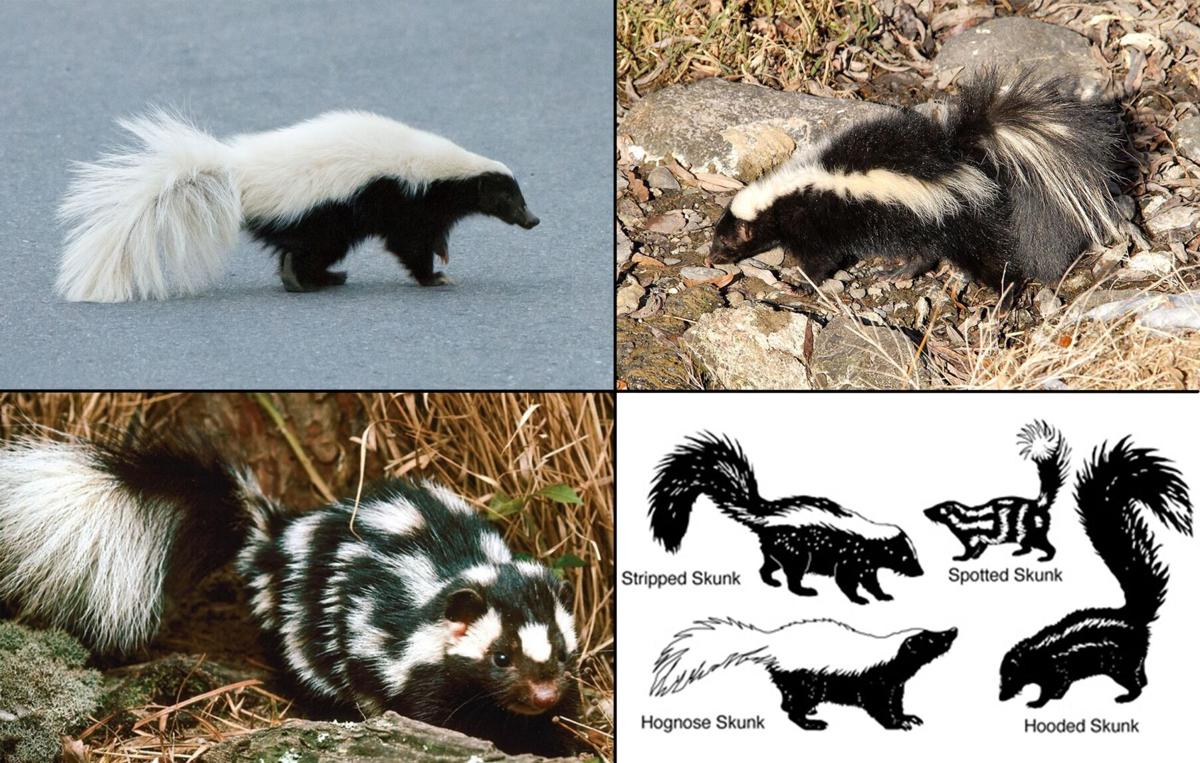 different color skunks