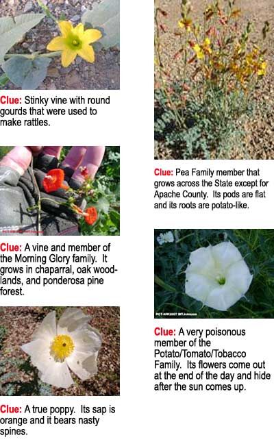 Welcome. Native Plants of the Southwest (1) Prescott Circle Trail ...