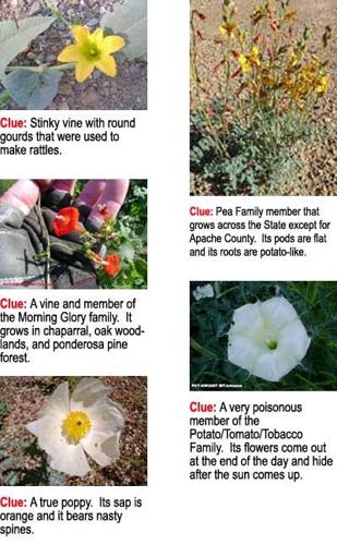 Welcome. Native Plants of the Southwest (1) Prescott Circle Trail ...