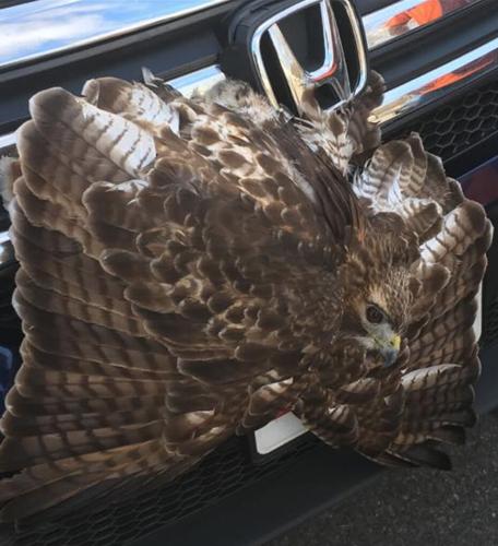 Hawk stuck in vehicle grille euthanized | Odd & Interesting | dcourier.com