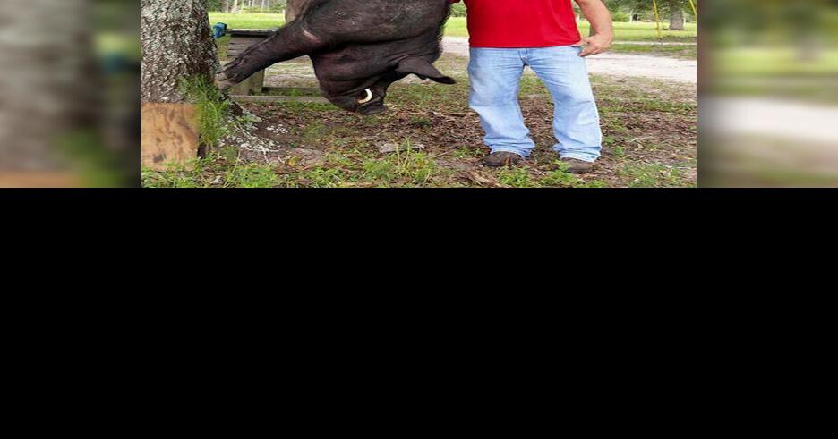 820-pound hog shot in Alabama may have fled neighbor’s pen | Odd ...