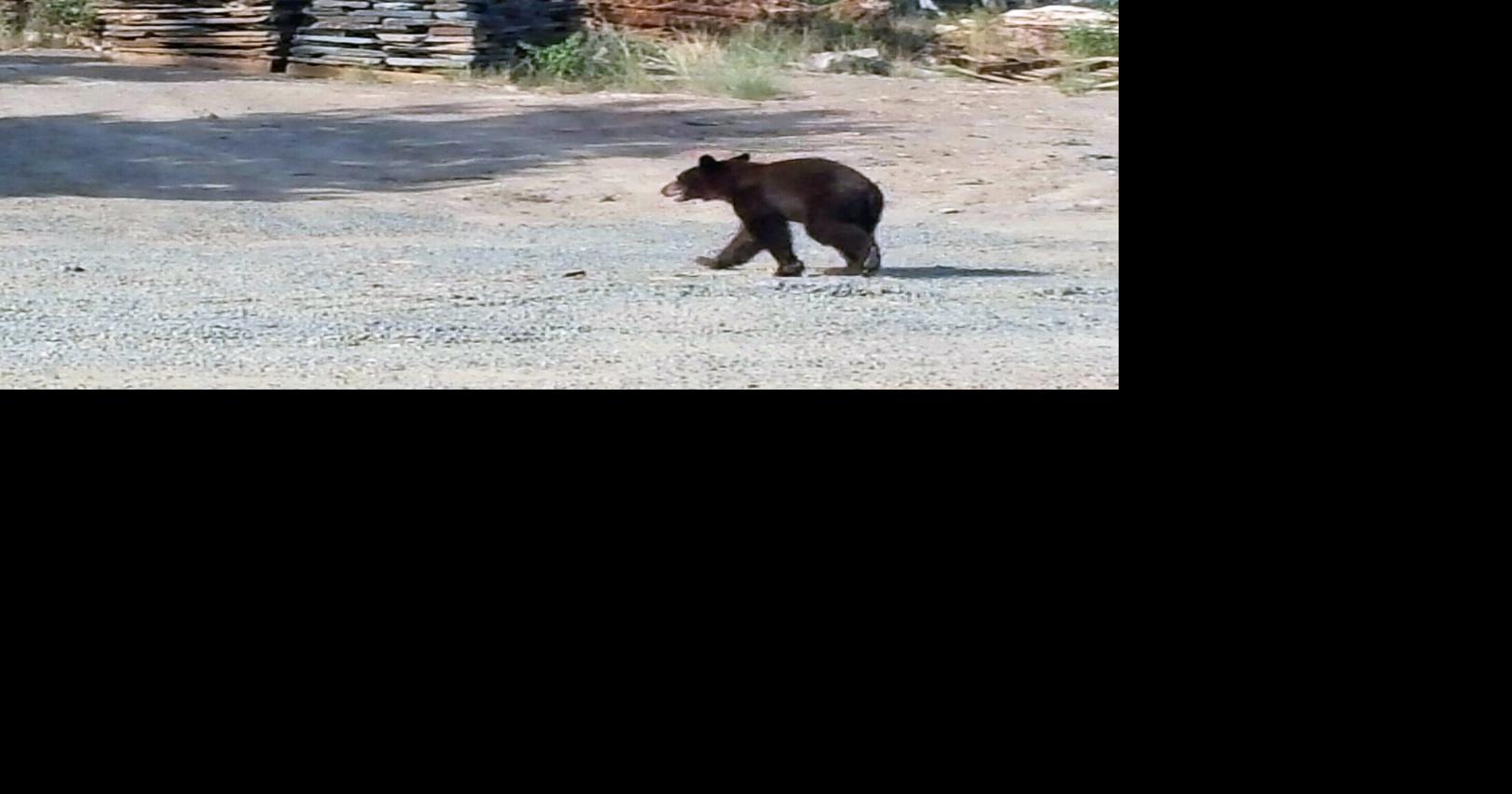 Young bear spotted near Mayer on Friday | News | dcourier.com