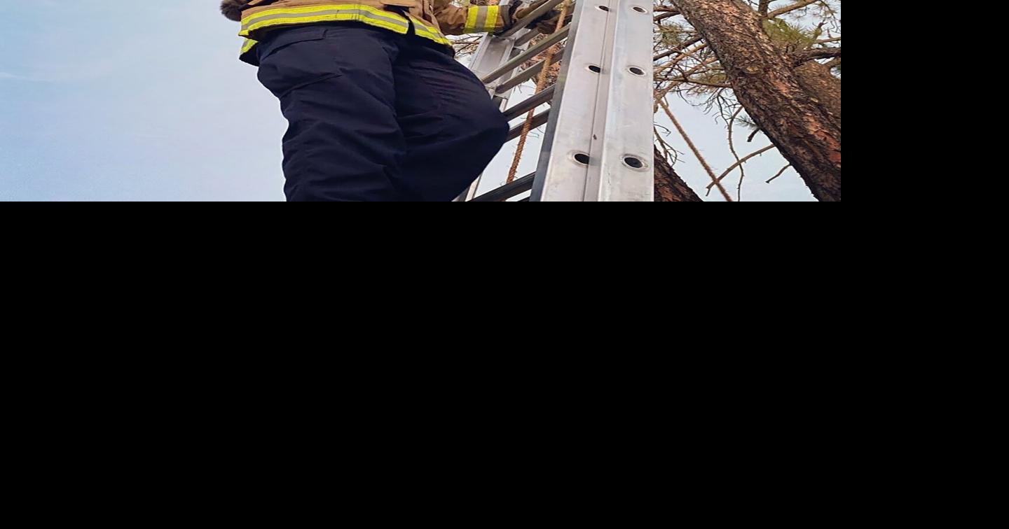 CAFMA crew successfully rescues stranded cat | News | dcourier.com