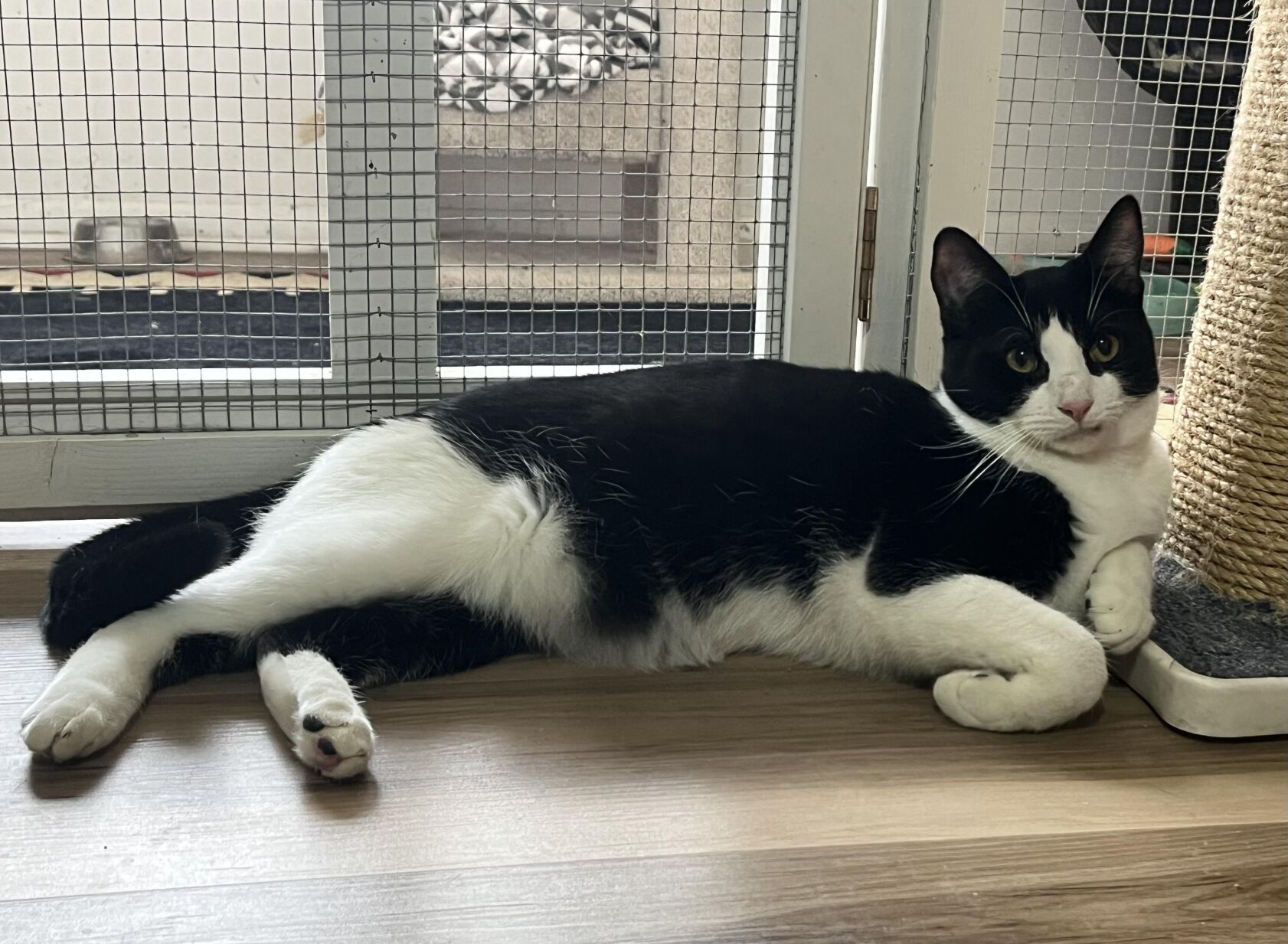 Pet of the Week: Starsky (Catty Shack) | Features | dcourier.com