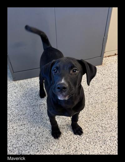 Pet of the Week: Maverick (Chino Valley Animal Shelter) | Features ...