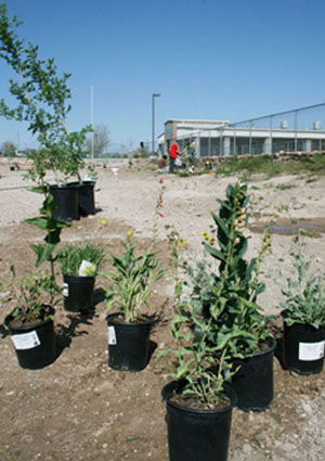'Tree Nerds' Plant Trees to Beautify the World | Photo Galleries ...
