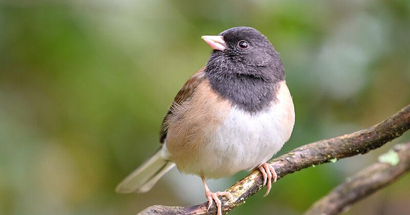 Birding: Upcoming birdwatching opportunities with Swarovski Optiks ...