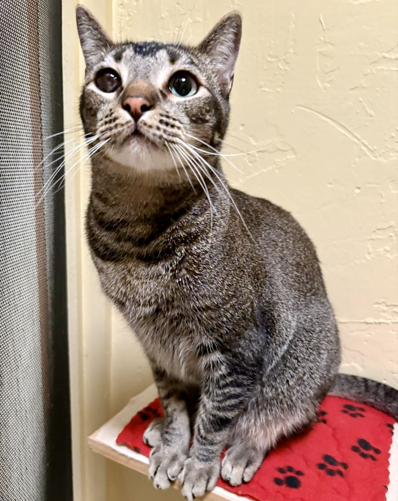 Pet of the Week: Rusty (Miss Kitty’s Cat House) | Features | dcourier.com