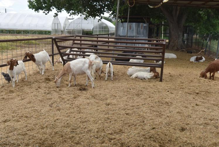 Mortimer Farms: cultivating a community, one harvest at a time | News ...