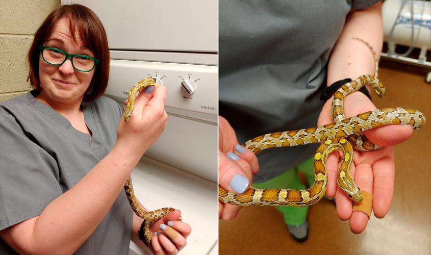 Snake turns up in washing machine smelling ‘like Downy' | Odd ...