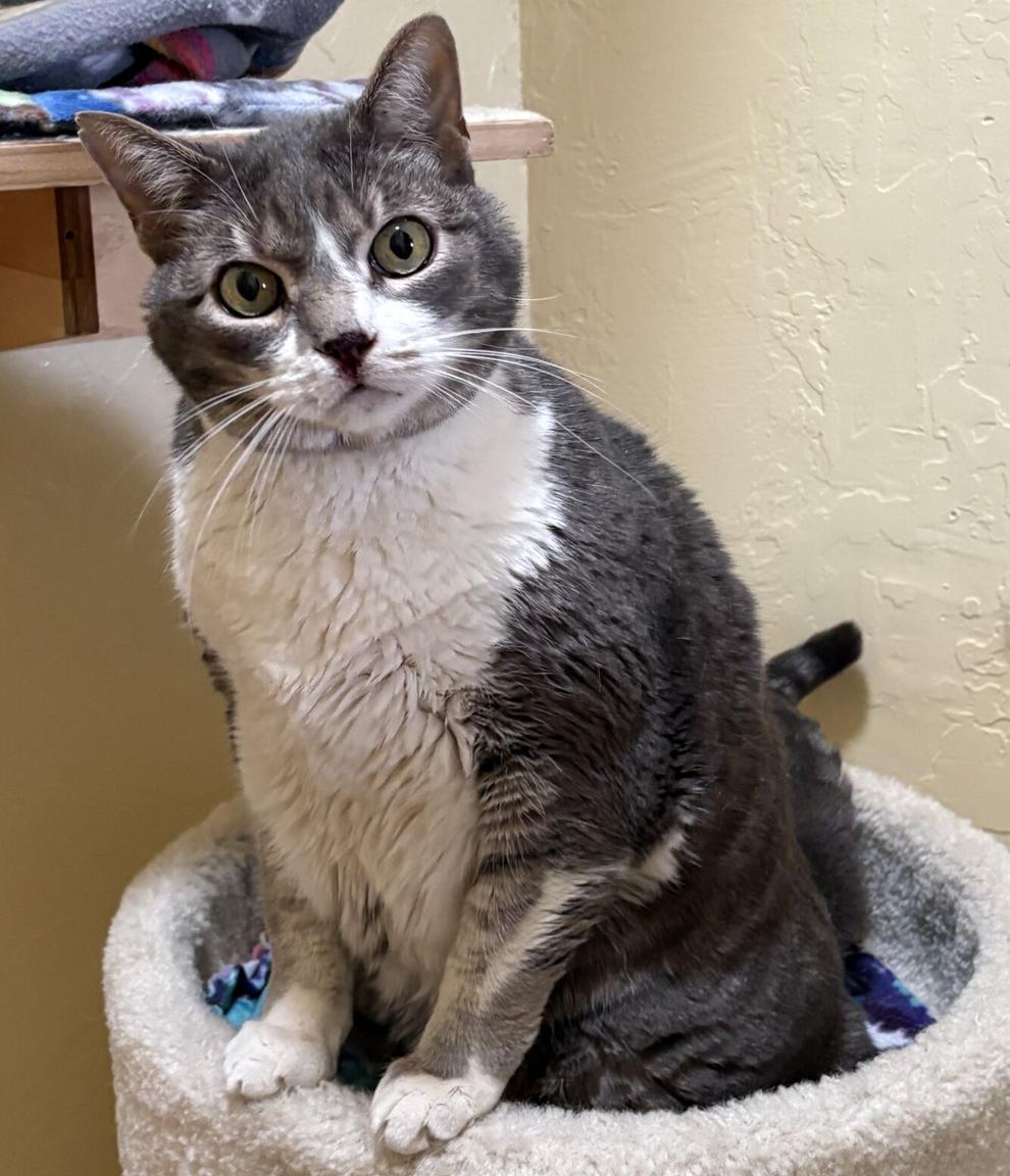 Pet of the Week: Tyr (Miss Kitty’s Cat House) | Chino Valley Review ...