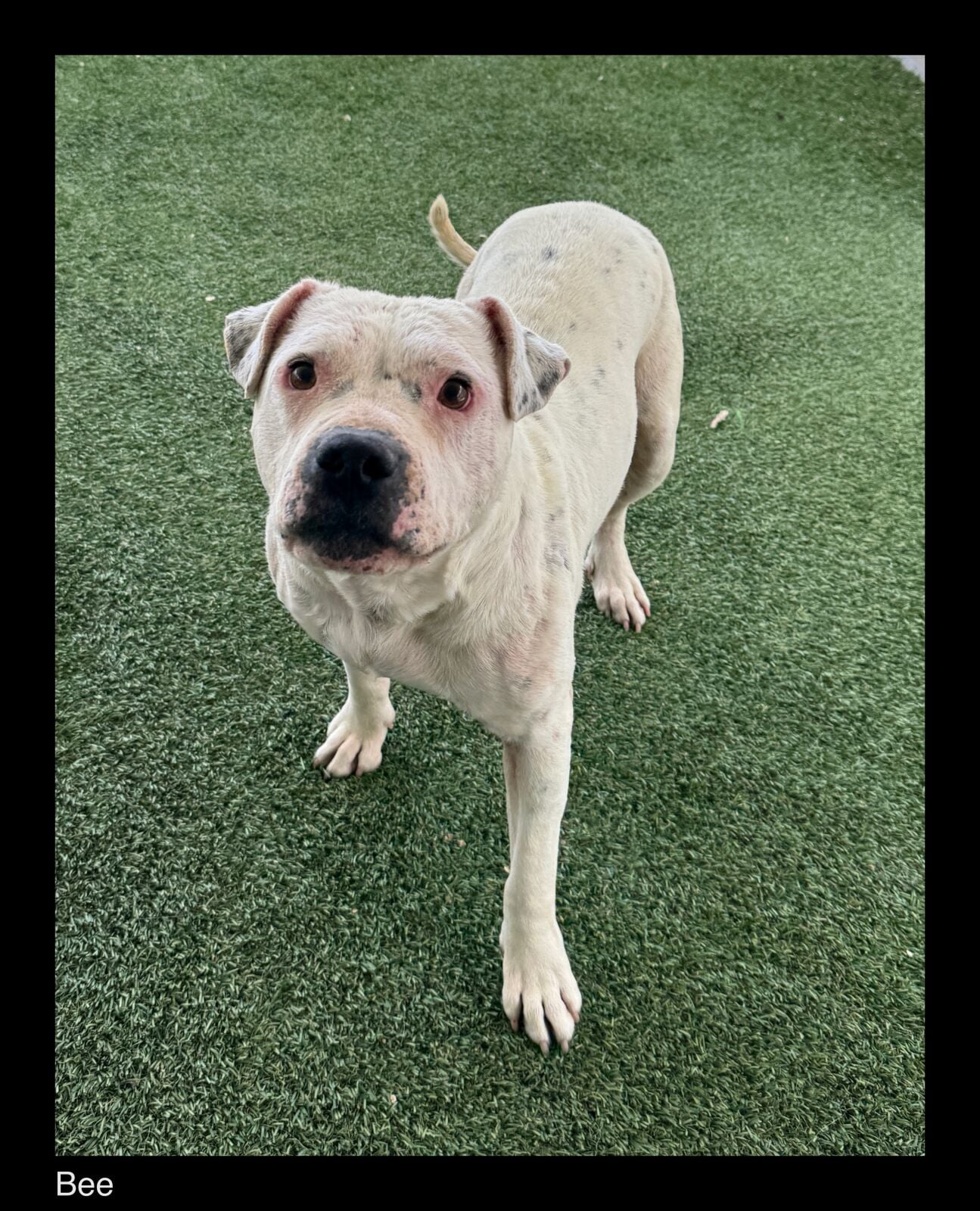 Pet of the Week: Bee (Chino Valley Animal Shelter) | Features ...