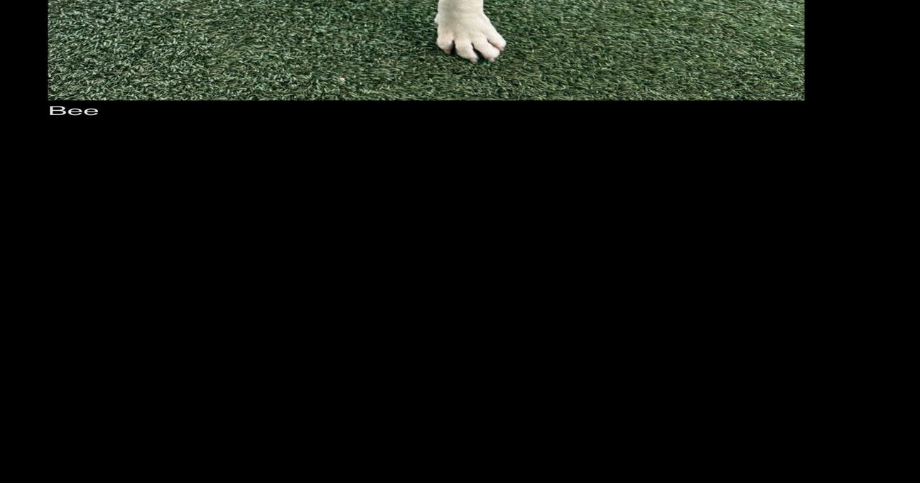 Pet of the Week: Bee (Chino Valley Animal Shelter) | Features ...