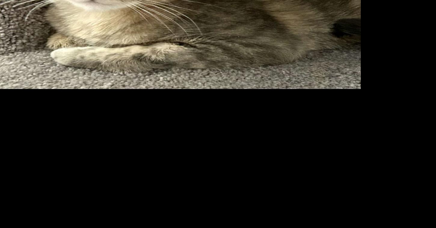 Pet of the week: Misty (Miss Kitty’s Cat House) | Features | dcourier.com