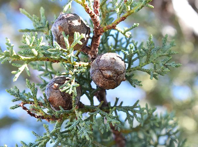The Mountain Gardener: How to grow an evergreen Arizona Cypress ...