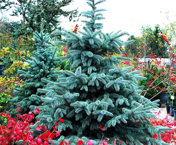 The Mountain Gardener: Nature's masterpieces: Unveiling the prettiest ...