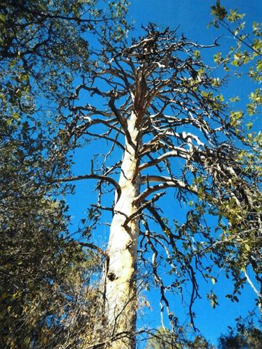 Hiking Arizona: Pine Loop Trail, Organ Mountains, New Mexico | Sports ...